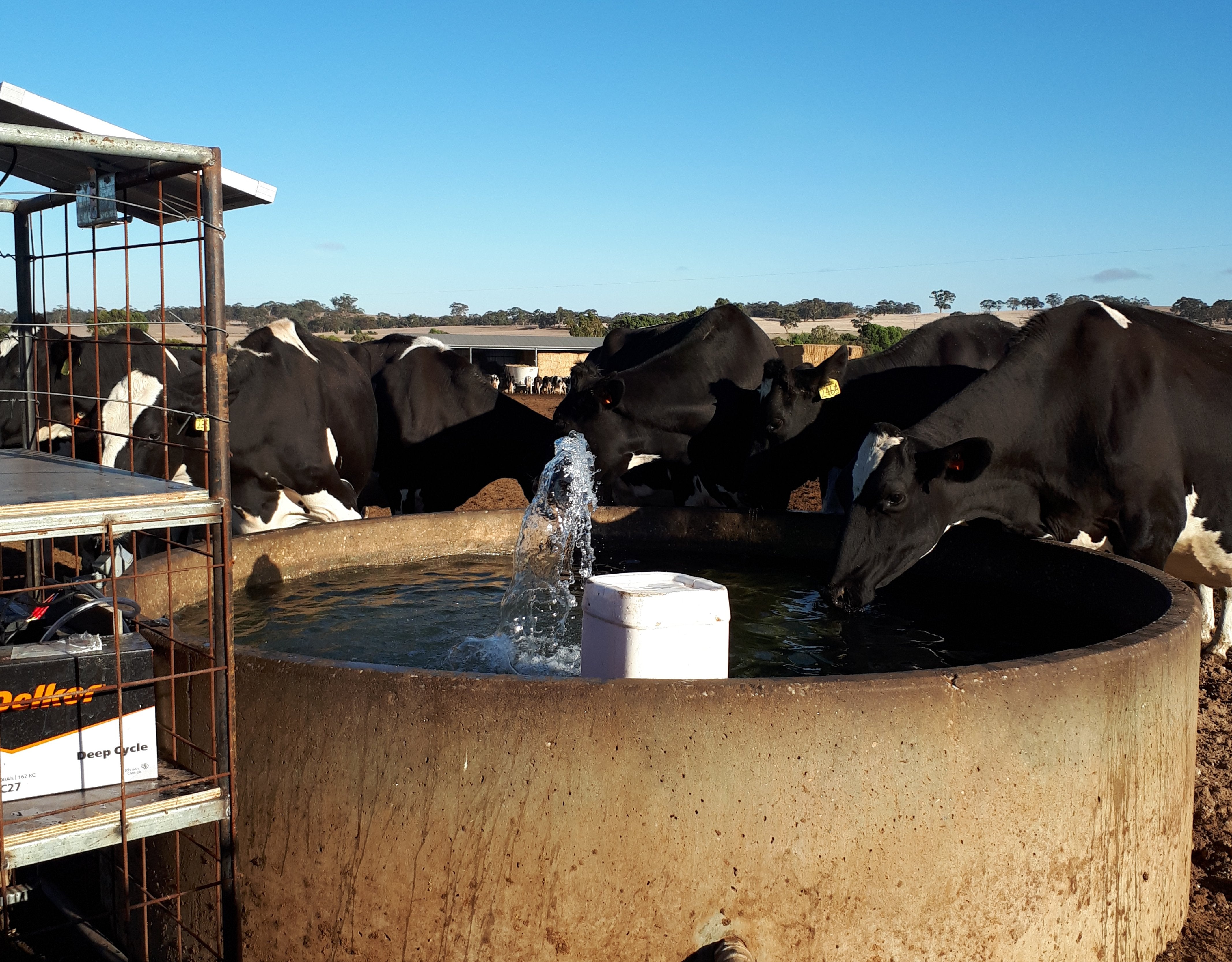 Dairy Cattle Trial, Riverton – CROC Trough Pumping Systems