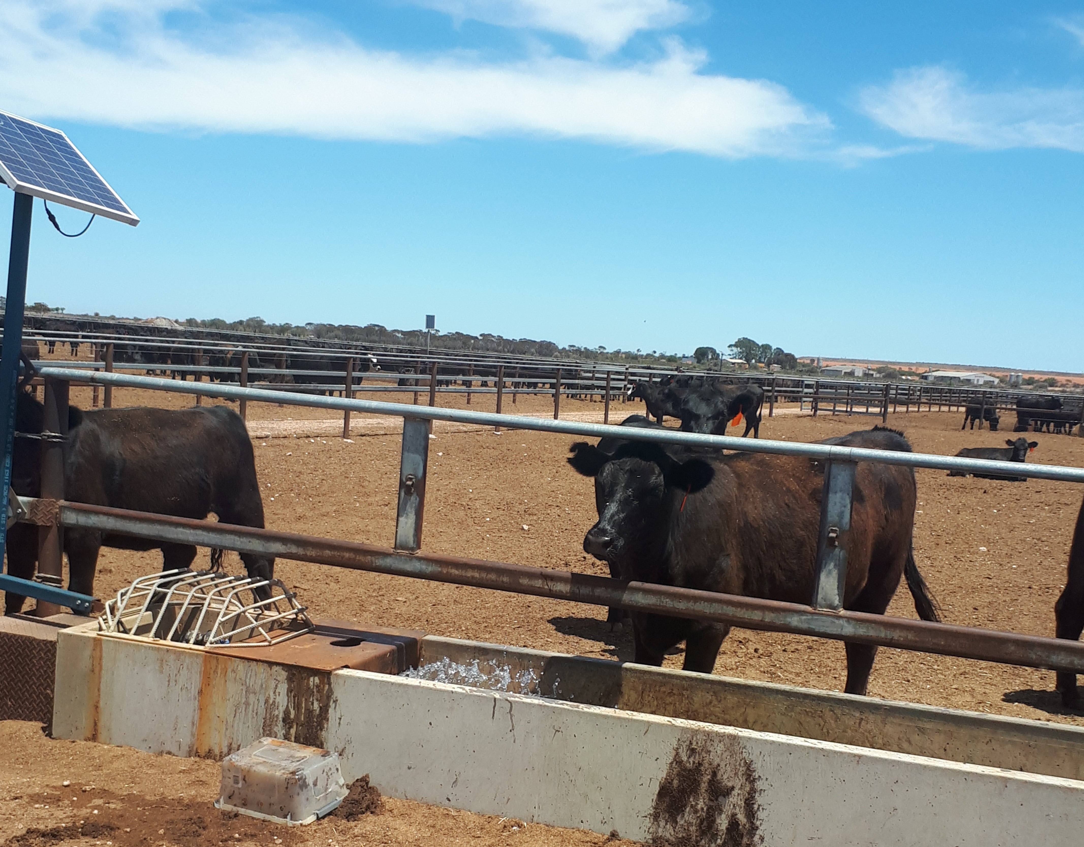 Feedlot Cattle, Lower Light – CROC Trough Pumping Systems
