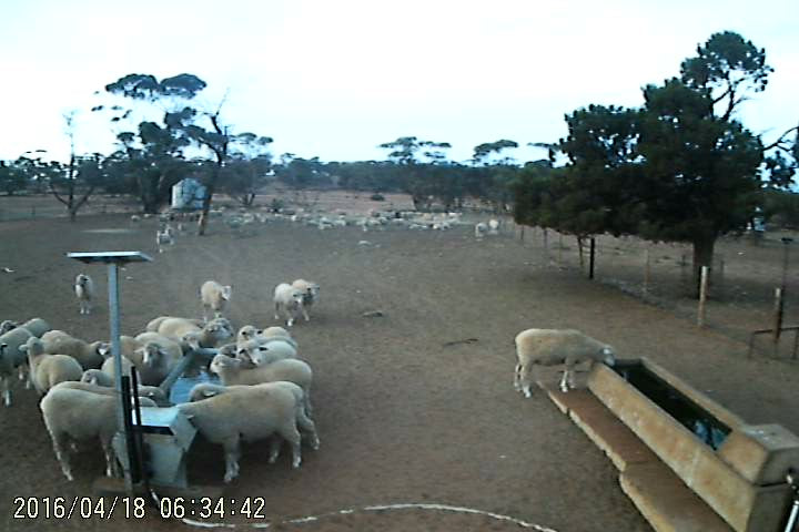 Sheep Feedlot, Renmark – CROC Trough Pumping Systems